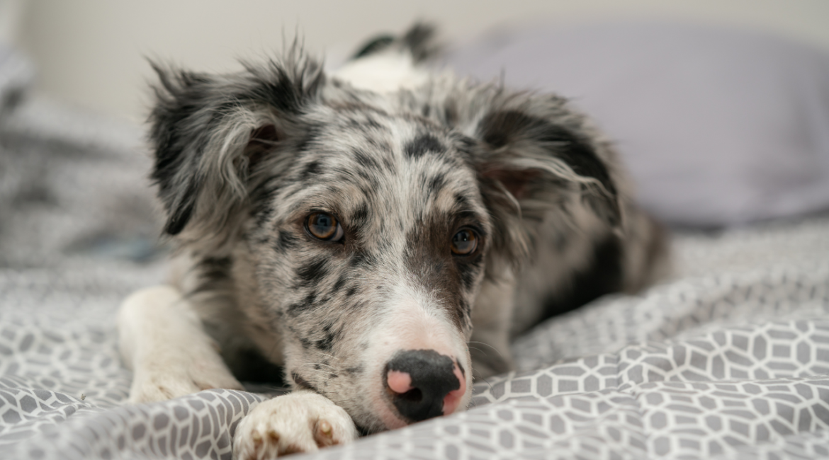 Descubra a Origem do Border Collie: Da Escócia para o Mundo