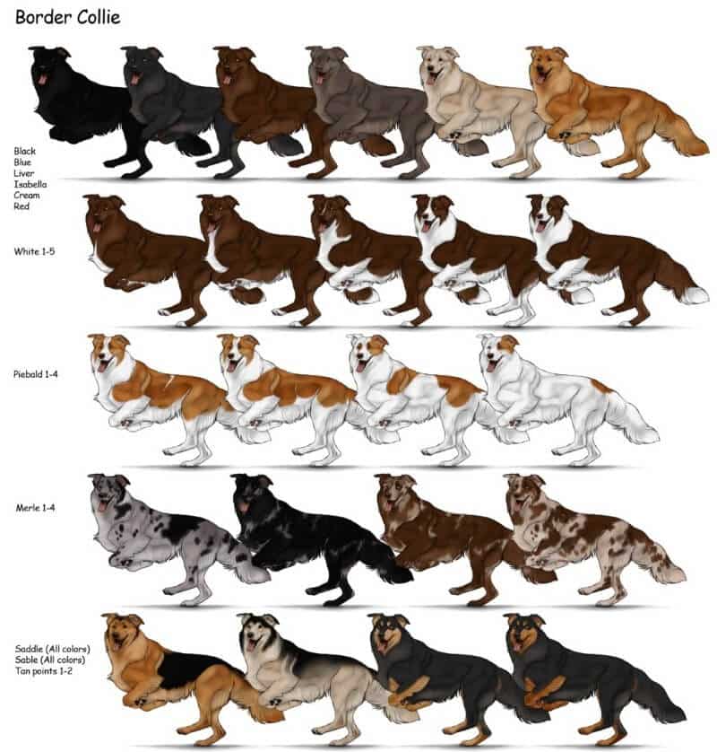 Cores do Border Collie: Guia Completo - Border Collie